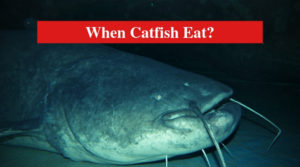 Catfish Feeding Patterns: When Catfish Eat? - HookedOnCatfish