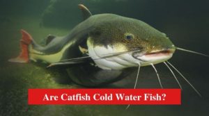 Catfish vs Bullhead: The Differences Between Catfish and Bullhead ...