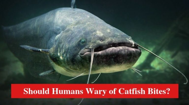 Should Humans Wary of Catfish Bites? - HookedOnCatfish