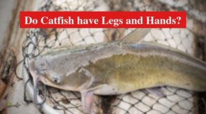 Catfish vs Bullhead: The Differences Between Catfish and Bullhead ...