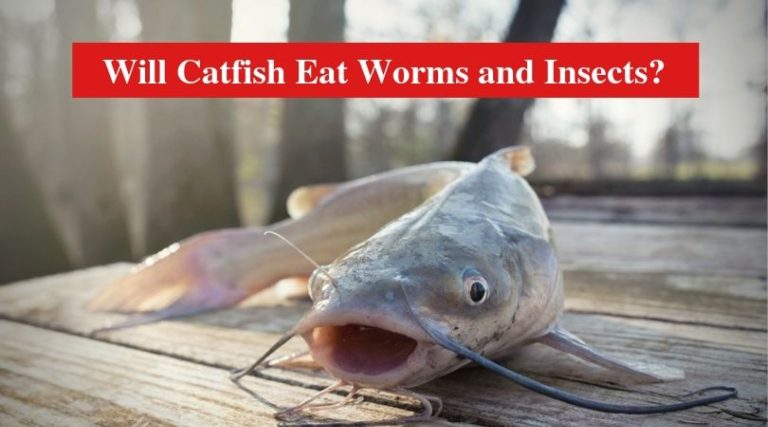 Hooked On Catfish - Page 12 of 19 - Everything About Catfish