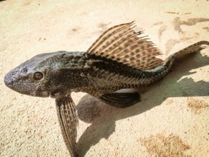 Armored Catfish Facts: What is An Armored Catfish? - HookedOnCatfish