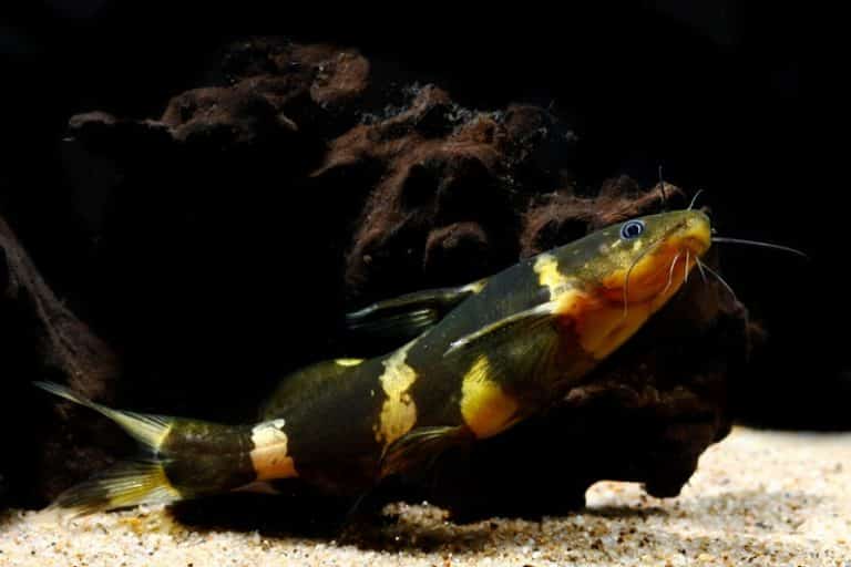 Bumblebee Catfish Facts: What is a Bumblebee Catfish? - HookedOnCatfish