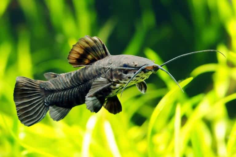 Hoplo Catfish Facts: What is a Hoplo Catfish? - HookedOnCatfish