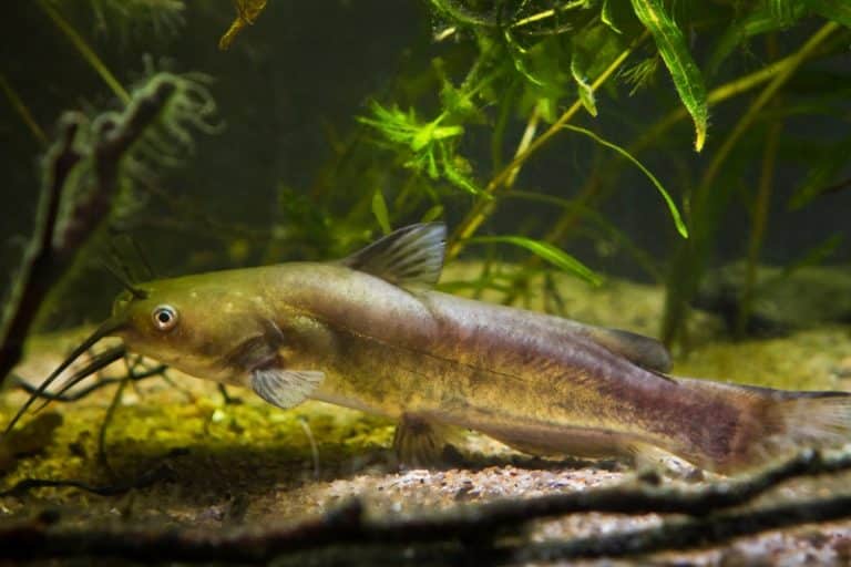 What Are The Types of Catfish and Catfish Species? - HookedOnCatfish
